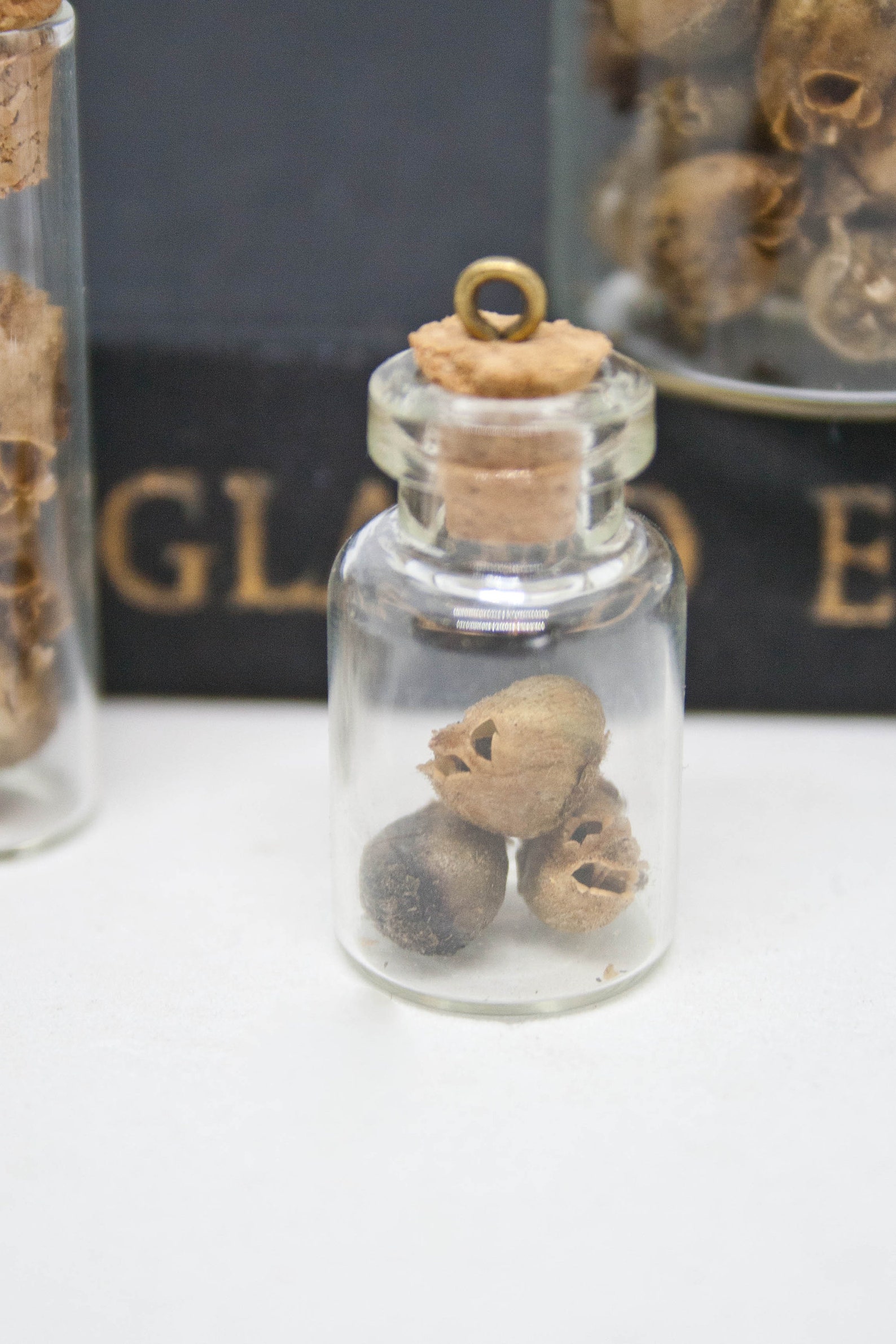 Dried Snapdragon Skull Seed Pods West Coast Garden Grown - Etsy