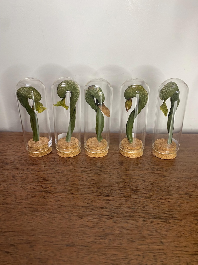 Dried Carnivorous Plant Display in Medium Vial - Pitcher Plant in ...