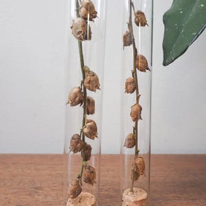 Dried Snapdragon Skull Seed Pods in Tall Cloche Glass Vial - Snapdragon ...