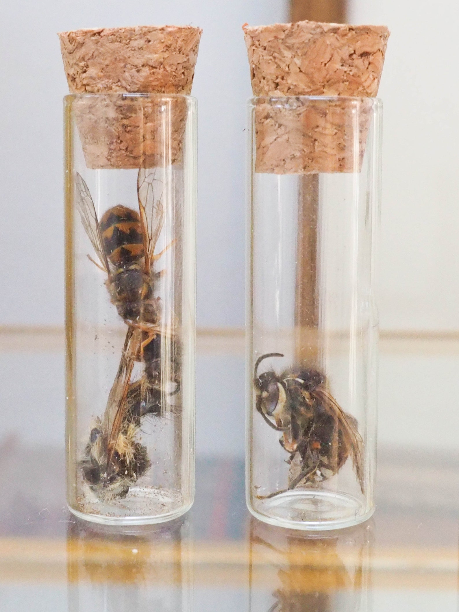 Real Pollinator Insect in Vial YOUR CHOICE Dried Bee - Etsy