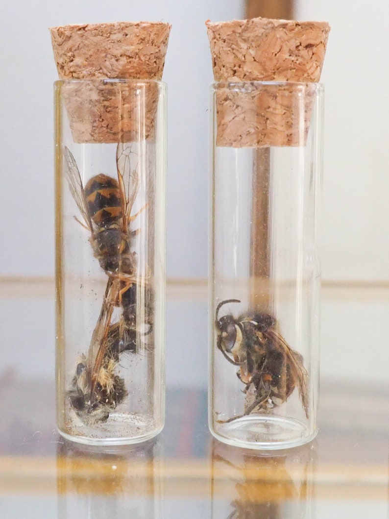 Real Pollinator Insect in Vial YOUR CHOICE Dried Bee - Etsy