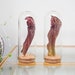 Taller Dried Carnivorous Plant Display Pitcher Plant in - Etsy