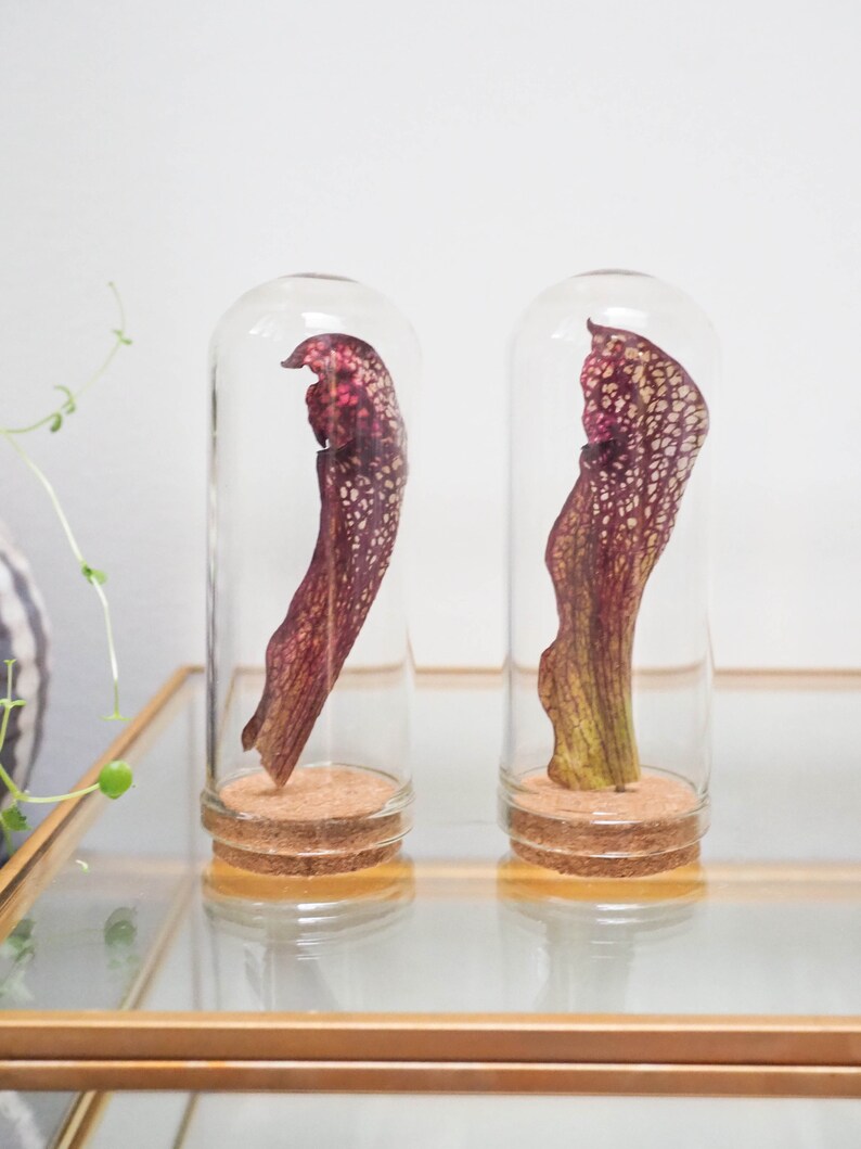 Dried Carnivorous Plant Display in Medium Vial - Pitcher Plant in ...