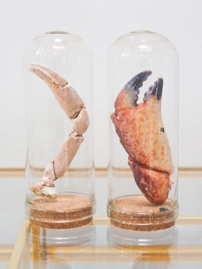 Real Crab Claw Your Choice West Coast Crab Claw Cloche - Etsy