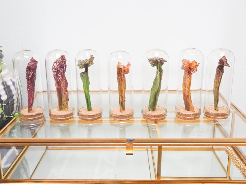 Taller Dried Carnivorous Plant Display Pitcher Plant in - Etsy