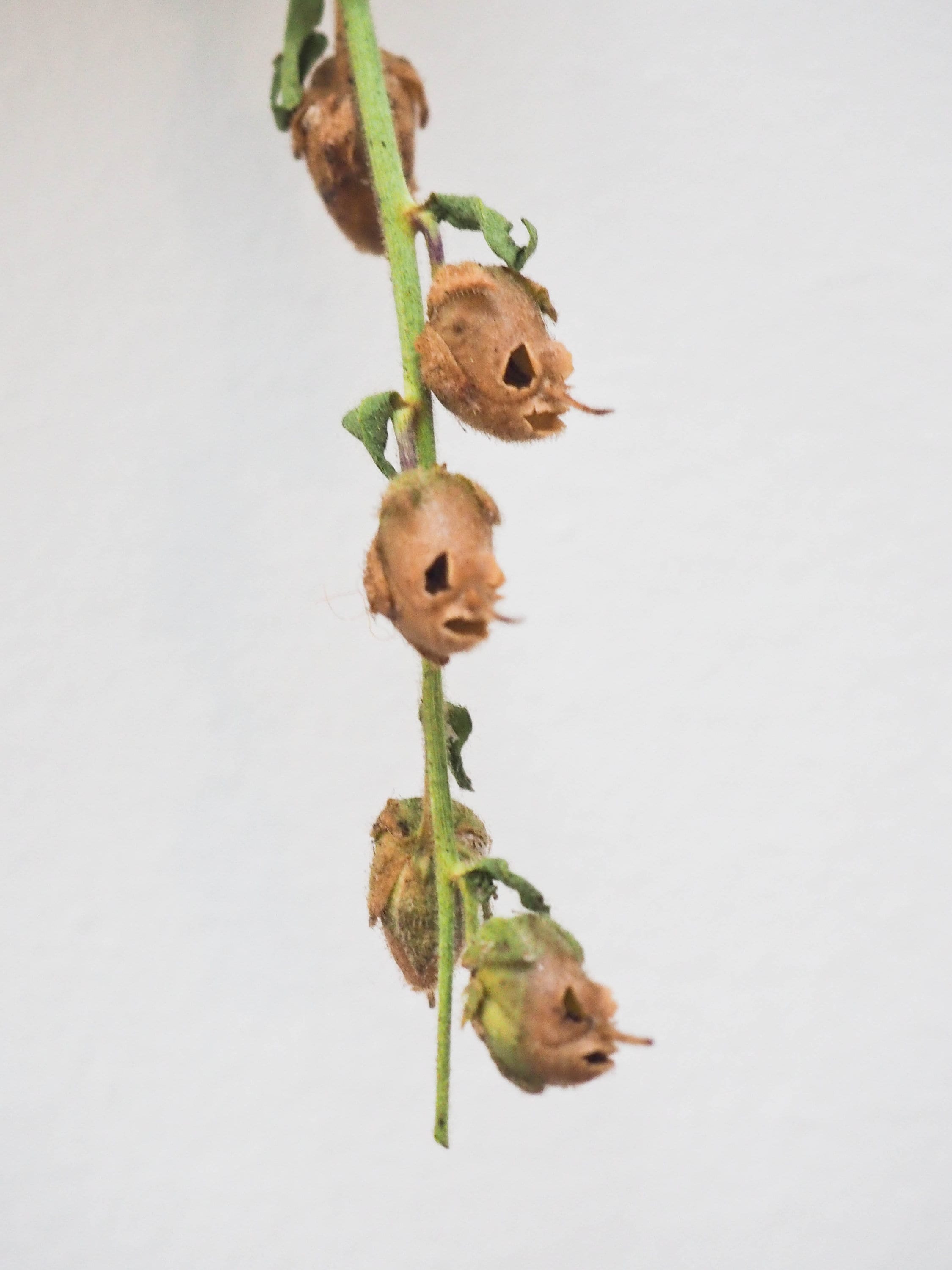 Dried Snapdragon Skull Seed Pods on the Stem West Coast - Etsy