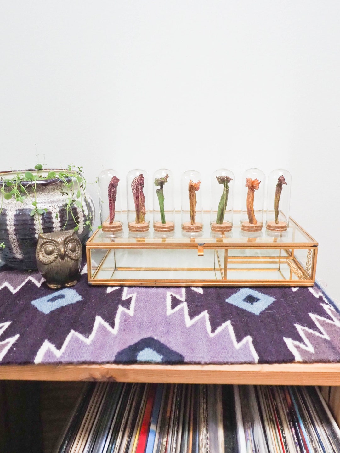 Taller Dried Carnivorous Plant Display Pitcher Plant in Cloche Vial ...