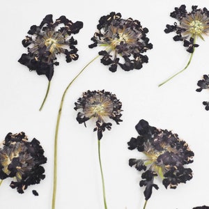 Real Pressed Black Knight Scabiosa Flowers - Dried Dye Flowers - Craft ...