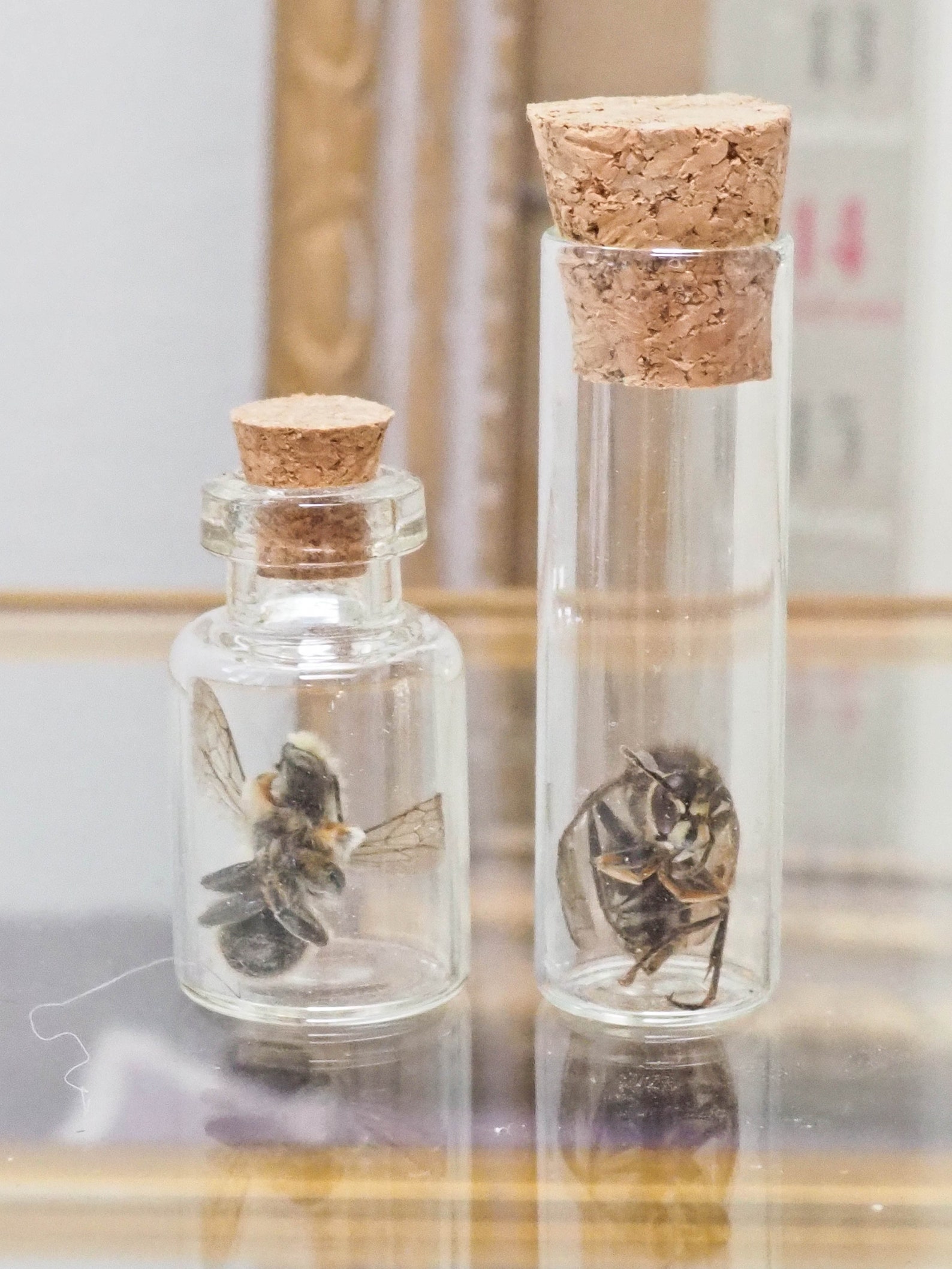 Real Pollinator Insect in Vial YOUR CHOICE Dried Bee Variety Dried ...