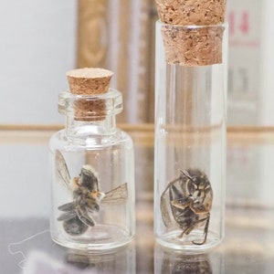 Real Pollinator Insect in Vial YOUR CHOICE Dried Bee Variety Dried ...