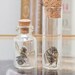 Real Pollinator Insect in Vial YOUR CHOICE Dried Bee Variety Dried ...