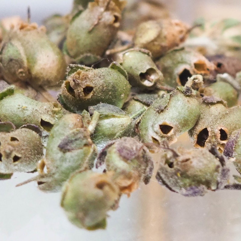 Dried Seed Pods - Etsy