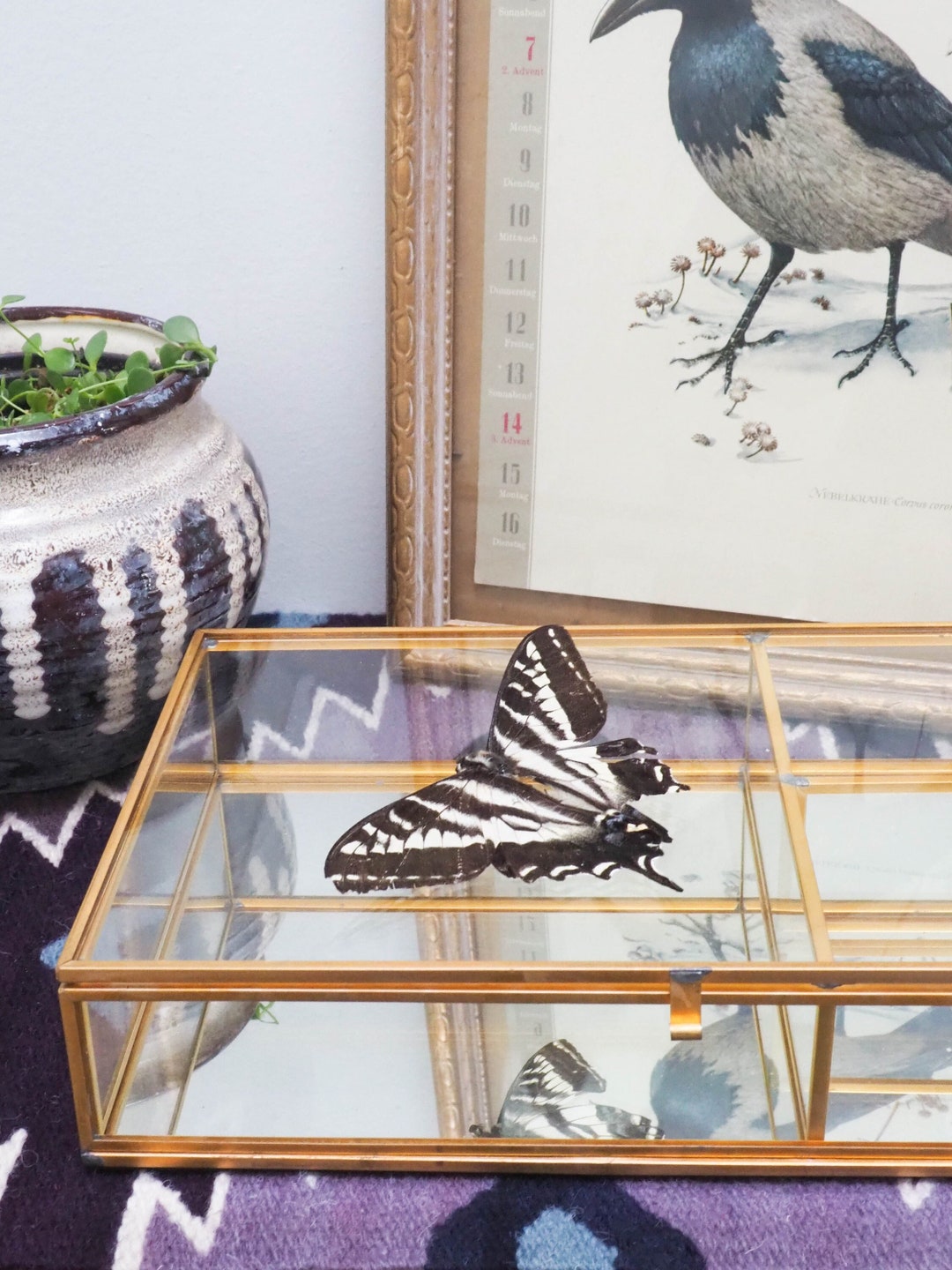 Real Butterfly Dried Butterfly Western Canadian Butterfly Dried Insect ...