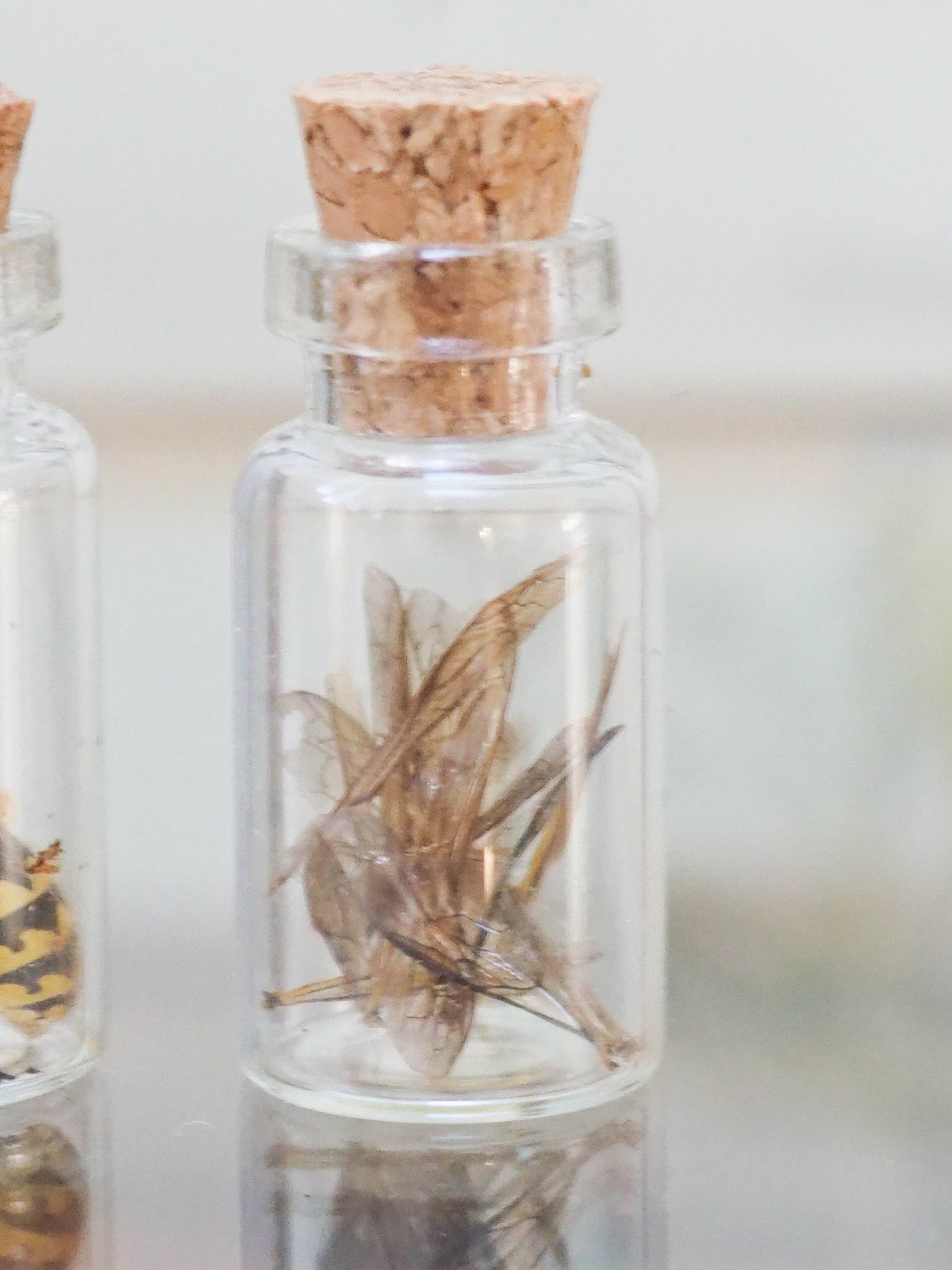Real Pollinator Insect in Vial YOUR CHOICE Dried Bee - Etsy