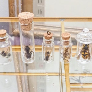 Real Pollinator Insect in Vial YOUR CHOICE Dried Bee Variety Dried ...