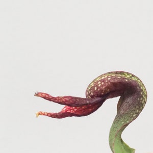 Real Dried Carnivorous Plants YOUR CHOICE Cobra Plant Vial Dried ...