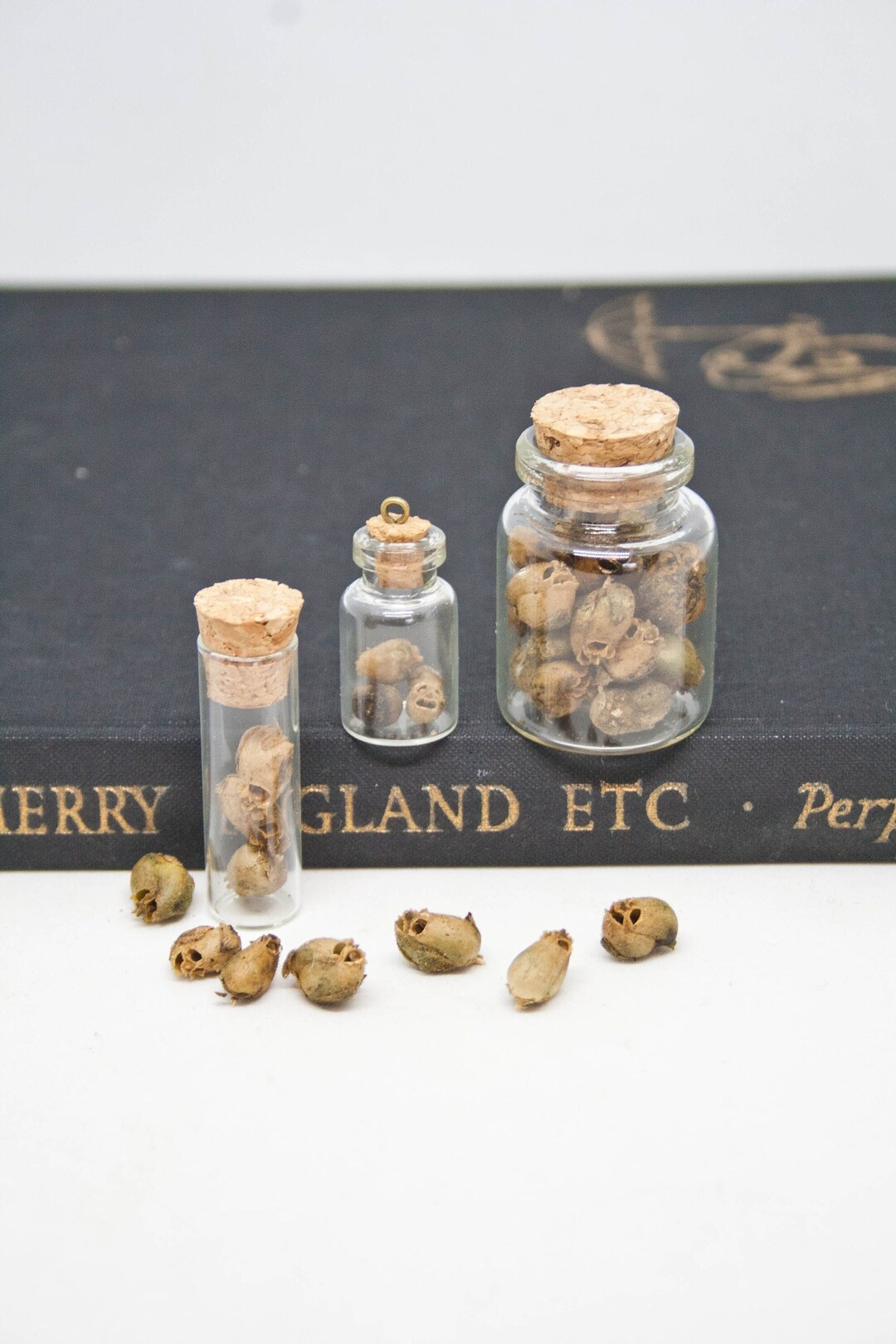 Dried Snapdragon Skull Seed Pods West Coast Garden Grown - Etsy