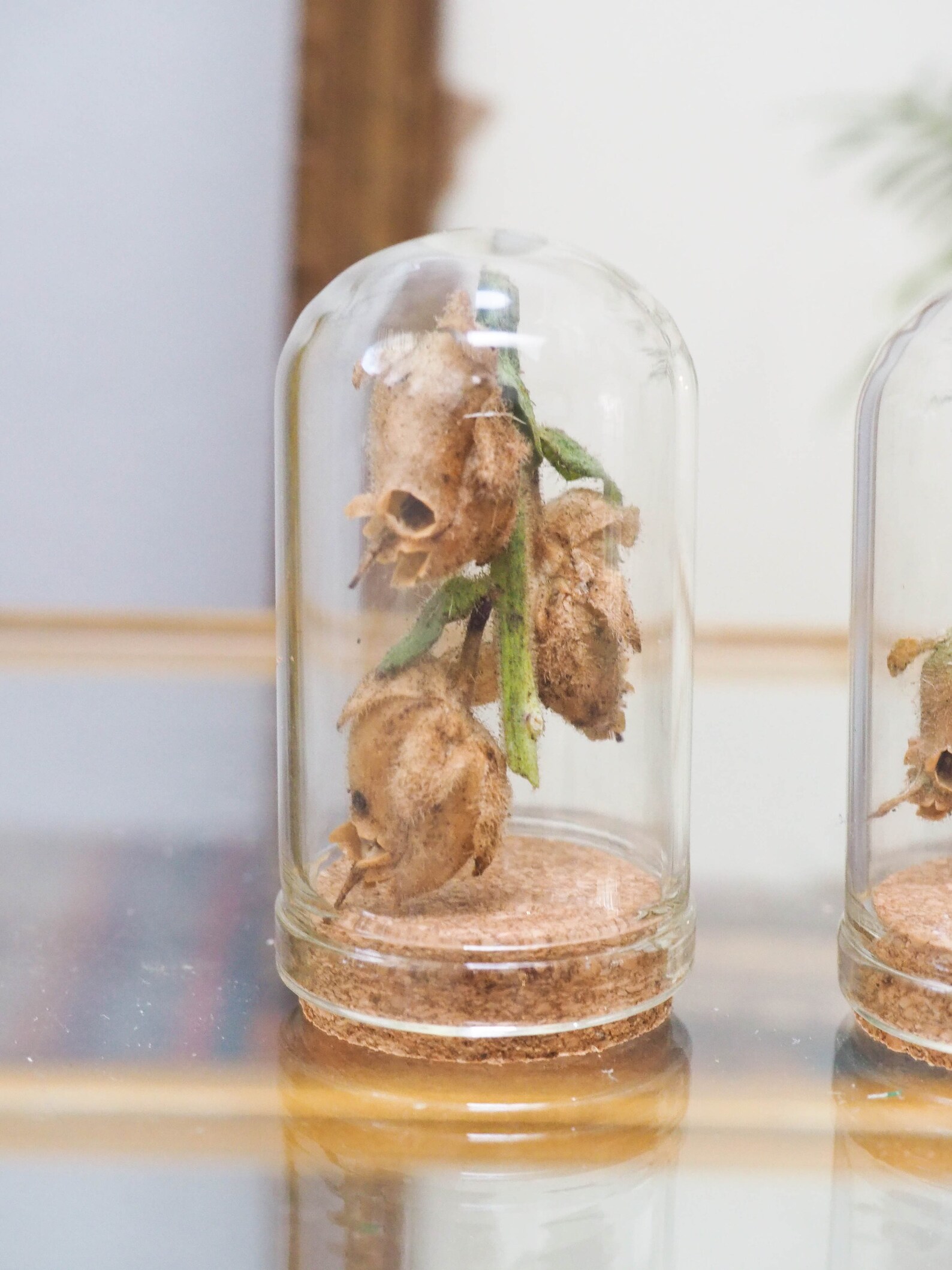 Dried Snapdragon Skull Seed Pods in Cloche Glass Vial West - Etsy Canada