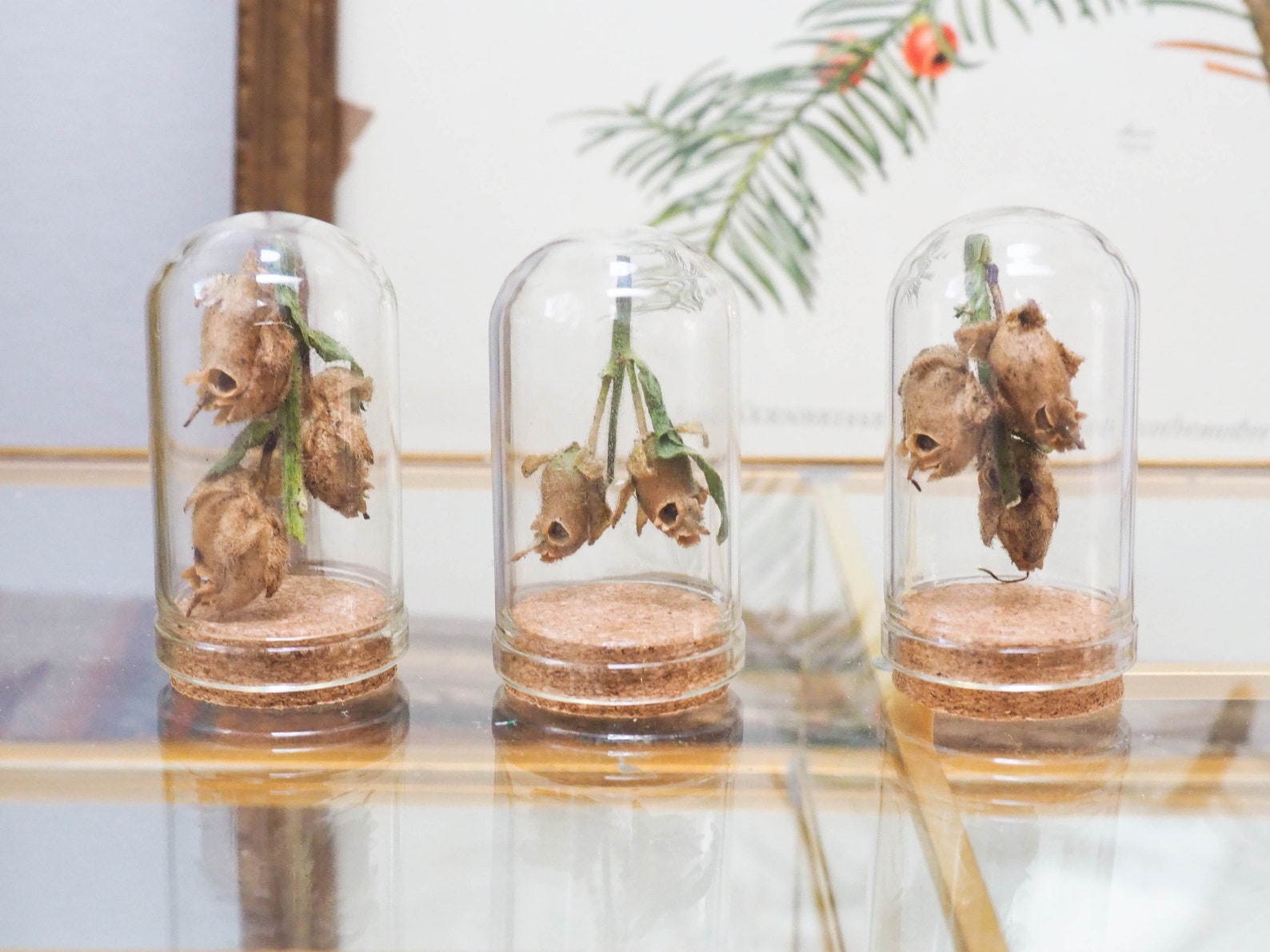 Dried Snapdragon Skull Seed Pods in Cloche Glass Vial - West Coast ...