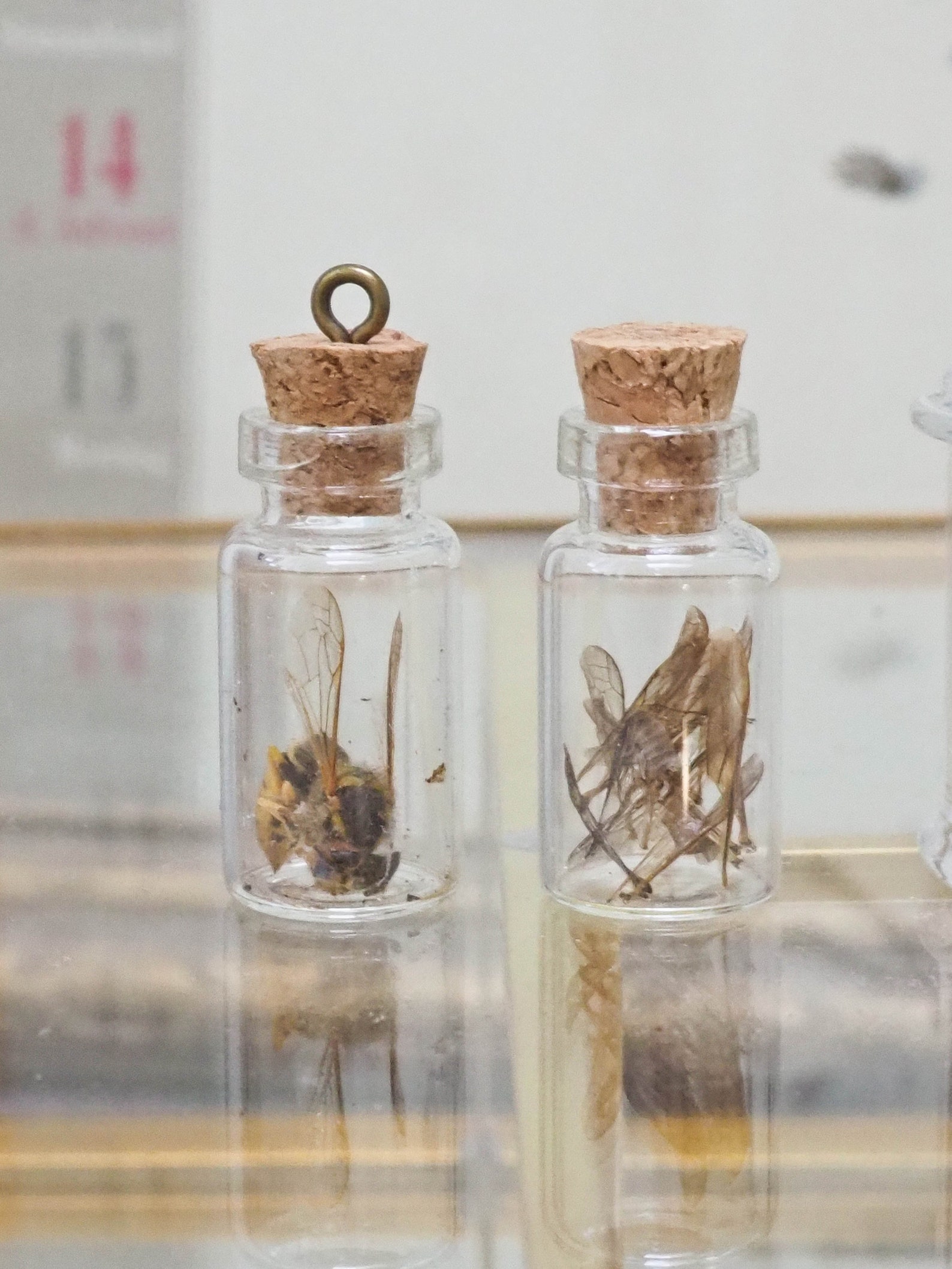 Real Pollinator Insect in Vial YOUR CHOICE Dried Bee Variety Dried ...