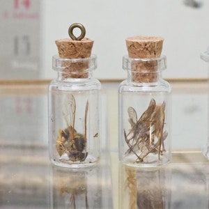 Real Pollinator Insect in Vial YOUR CHOICE Dried Bee Variety Dried ...