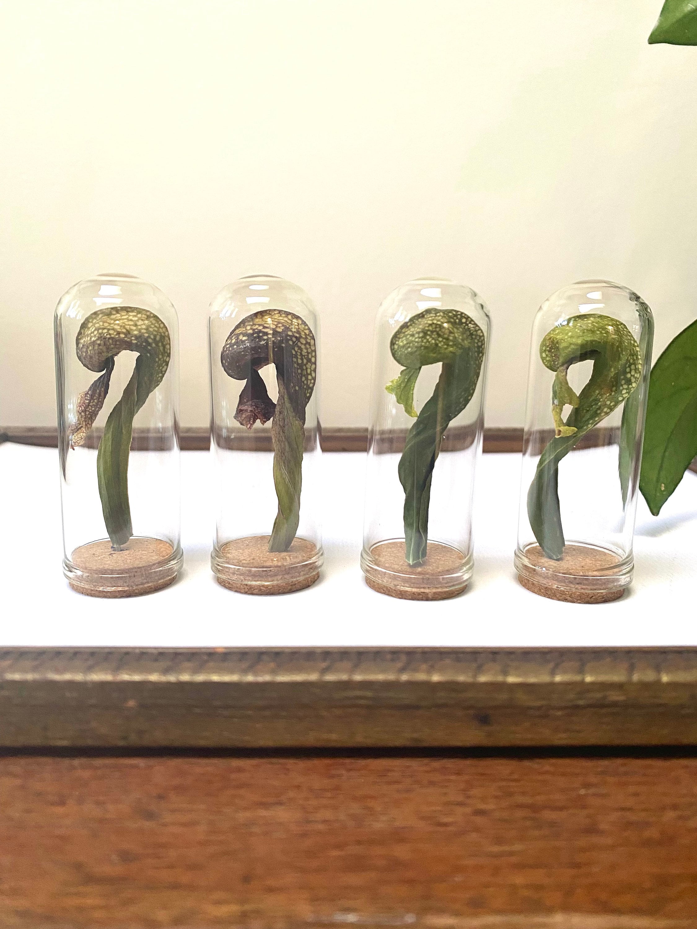 Dried Carnivorous Plant Display in Medium Vial - Pitcher Plant in ...