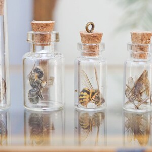 Real Pollinator Insect in Vial YOUR CHOICE Dried Bee - Etsy
