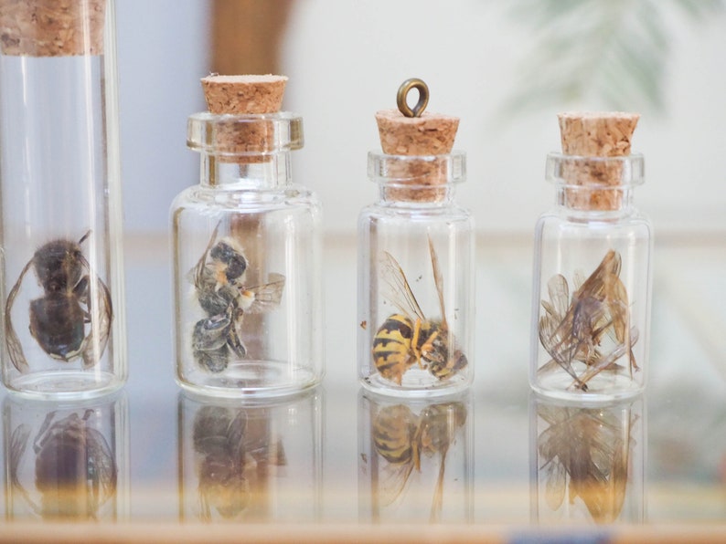 Real Pollinator Insect in Vial YOUR CHOICE Dried Bee - Etsy