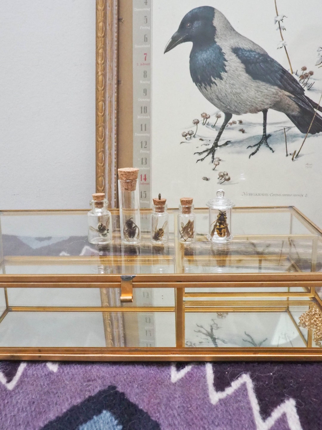 Real Pollinator Insect in Vial YOUR CHOICE Dried Bee Variety Dried ...