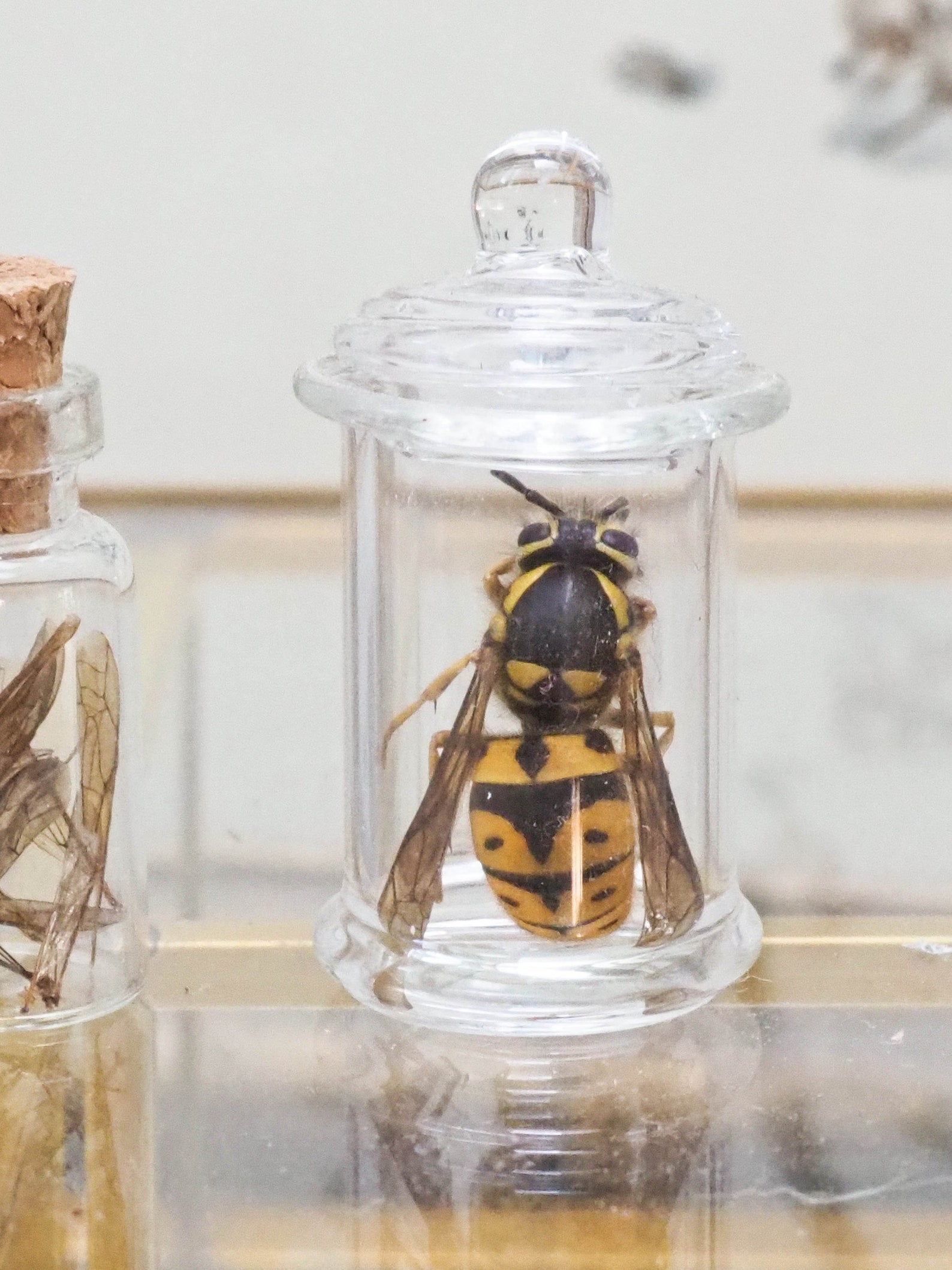 Real Pollinator Insect in Vial YOUR CHOICE Dried Bee Variety Dried ...