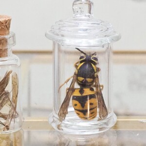 Real Pollinator Insect in Vial YOUR CHOICE Dried Bee Variety Dried ...