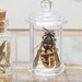 Real Pollinator Insect in Vial YOUR CHOICE Dried Bee Variety Dried ...
