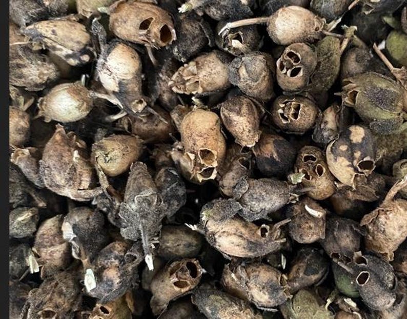 Dried Snapdragon Skull Seed Pods - West Coast Garden Grown - Curio ...