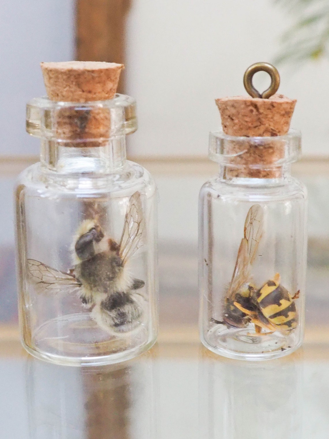 Real Pollinator Insect in Vial YOUR CHOICE Dried Bee - Etsy