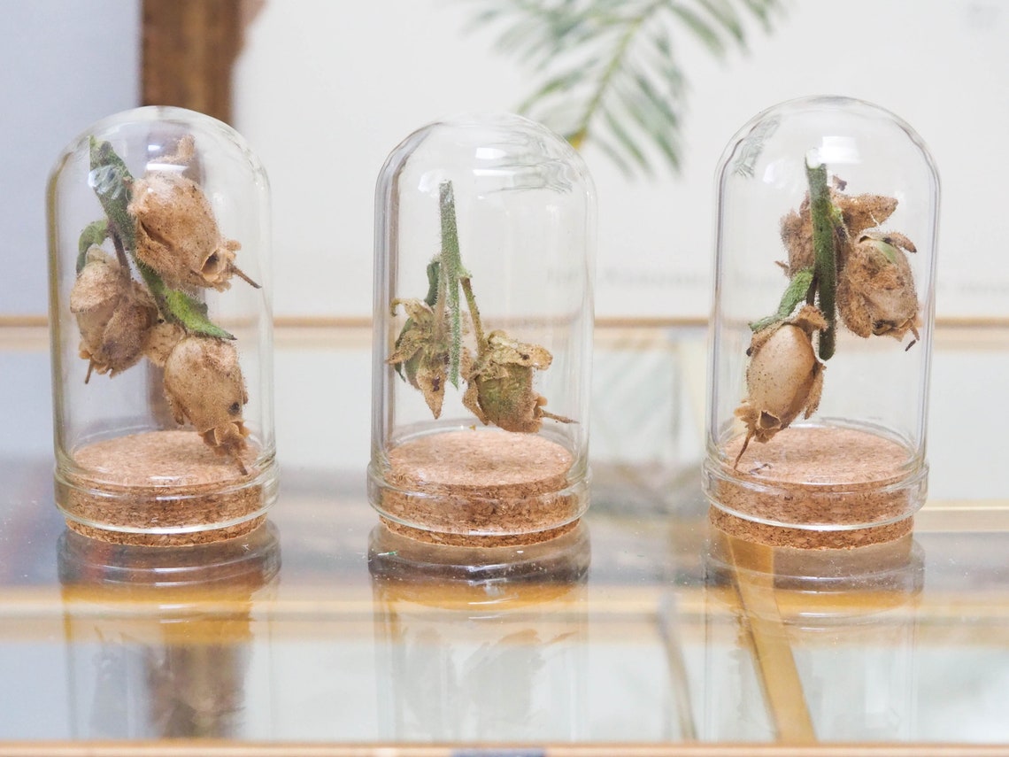 Dried Snapdragon Skull Seed Pods in Cloche Glass Vial West - Etsy Canada