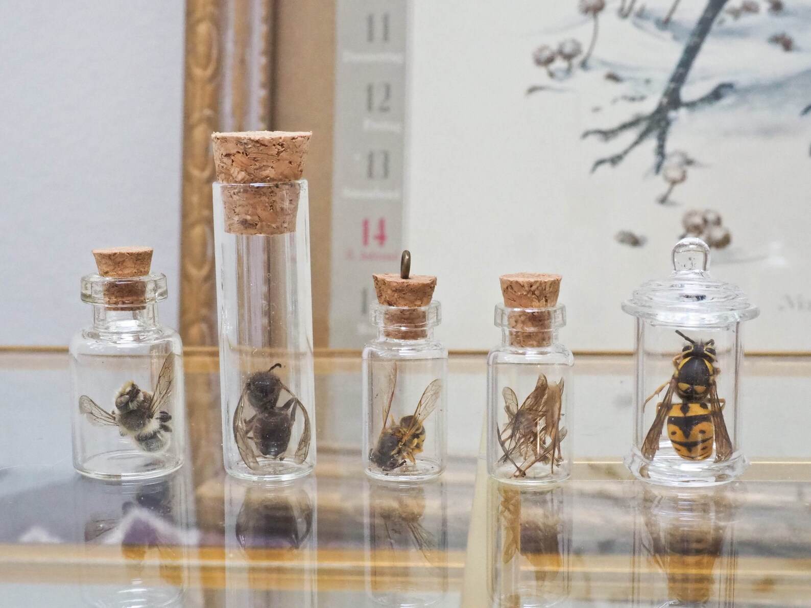 Real Pollinator Insect in Vial YOUR CHOICE Dried Bee Variety Dried ...