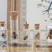 Real Pollinator Insect in Vial YOUR CHOICE Dried Bee Variety Dried ...
