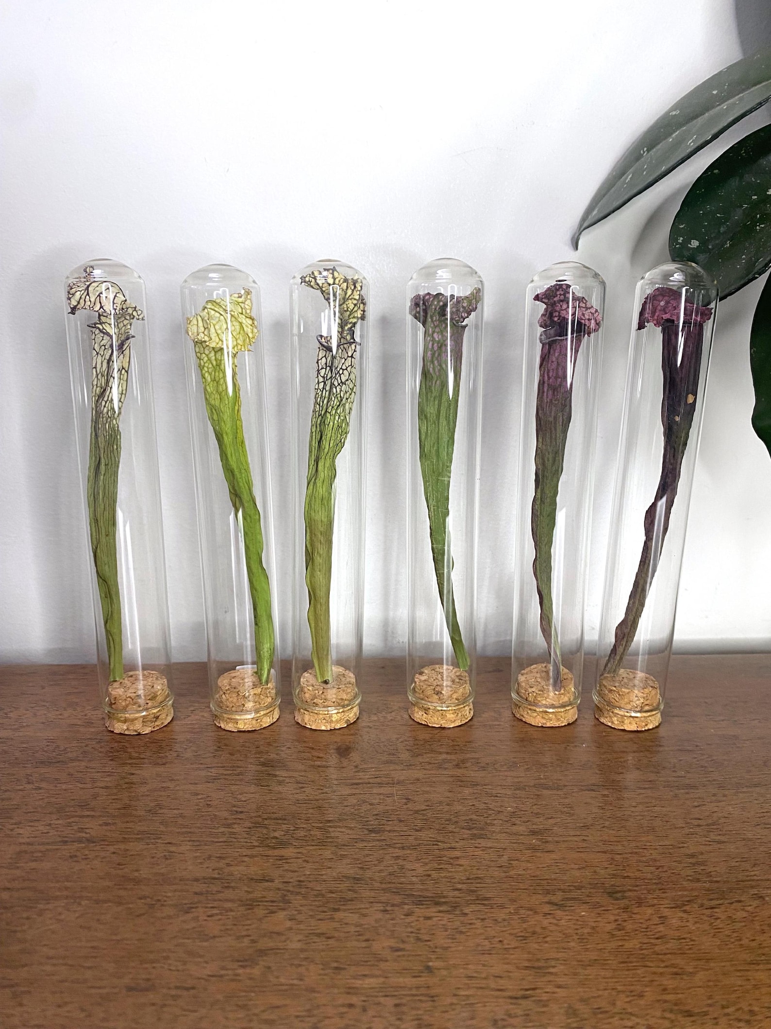 Dried Carnivorous Plant Display in Medium Vial - Pitcher Plant in ...