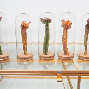 Taller Dried Carnivorous Plant Display Pitcher Plant in Cloche Vial ...