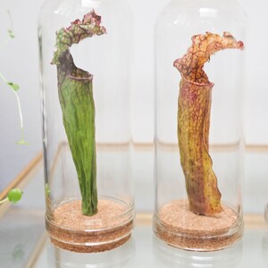 Taller Dried Carnivorous Plant Display Pitcher Plant in Cloche Vial ...