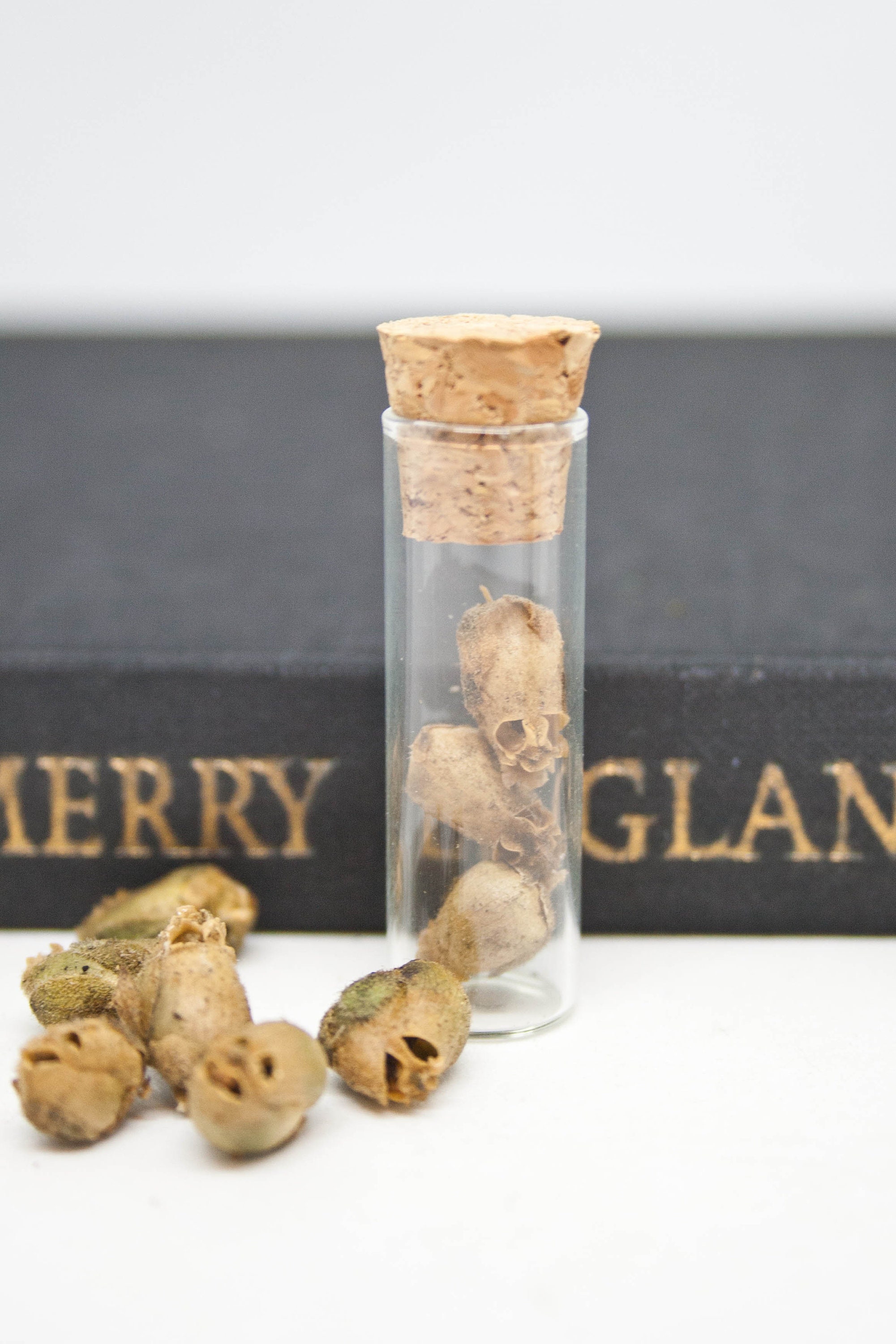 Dried Snapdragon Skull Seed Pods West Coast Garden Grown - Etsy