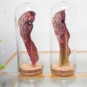 Taller Dried Carnivorous Plant Display Pitcher Plant in Cloche Vial ...