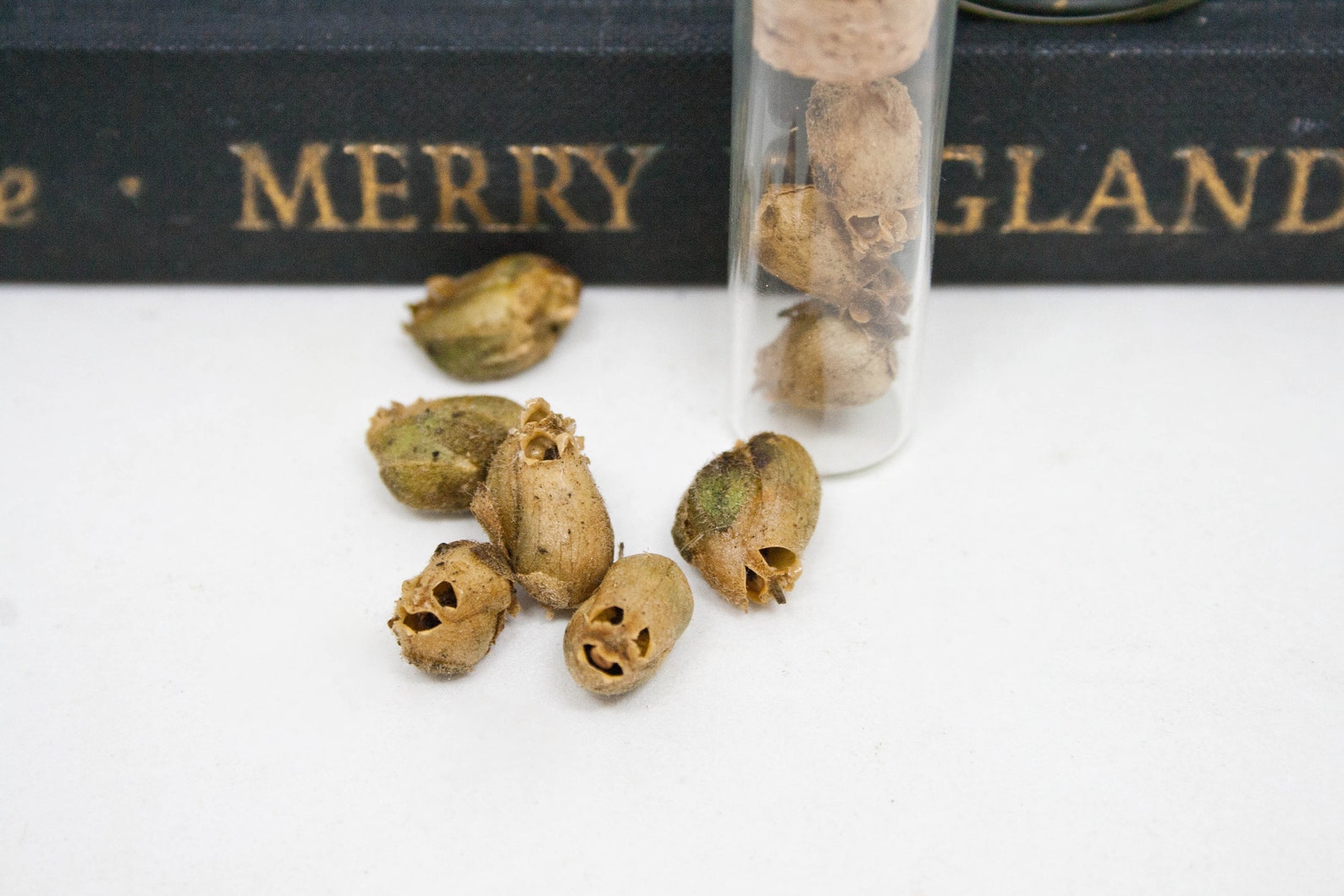 Dried Snapdragon Skull Seed Pods West Coast Garden Grown - Etsy Canada