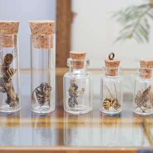 Real Pollinator Insect in Vial YOUR CHOICE Dried Bee - Etsy