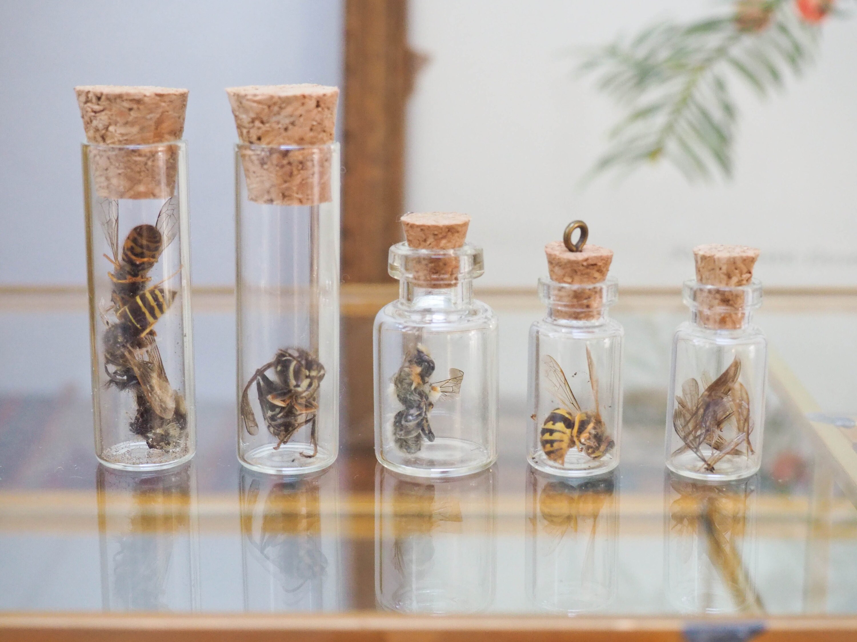 Real Pollinator Insect in Vial YOUR CHOICE Dried Bee - Etsy