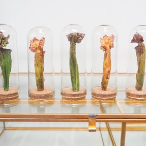 Taller Dried Carnivorous Plant Display Pitcher Plant in - Etsy