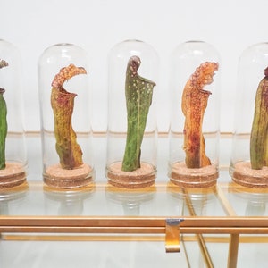 Taller Dried Carnivorous Plant Display Pitcher Plant in - Etsy