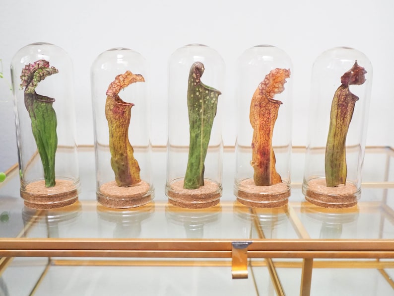 Taller Dried Carnivorous Plant Display Pitcher Plant in - Etsy