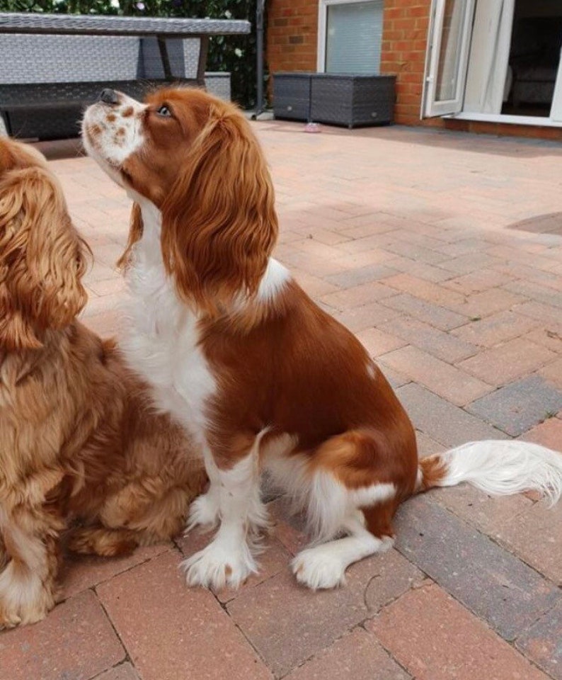 Cavalier King Charles Spaniel Felted Pet Dog Miniature Portrait - Etsy