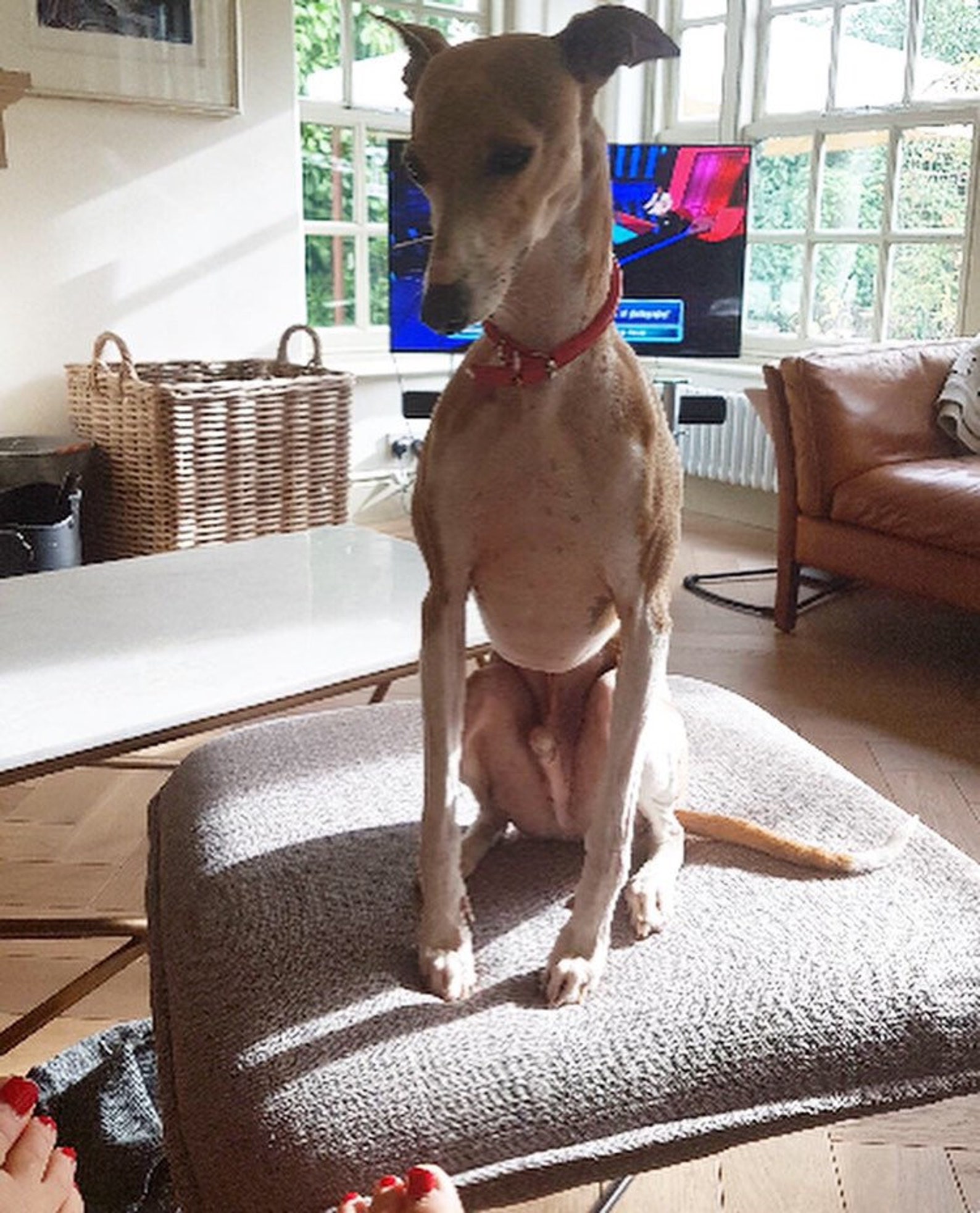 Whippet Miniature Dog Portrait x1 Pet Dog Sculpture Bespoke - Etsy